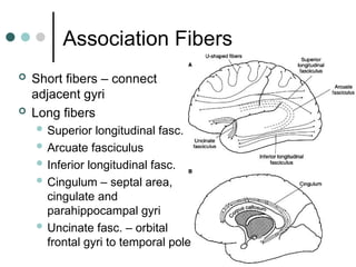 Anatomy of Cerebral Cortex and cortical areas.ppt