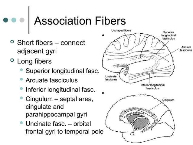 Anatomy of Cerebral Cortex and cortical areas.ppt | Brain and Nervous ...