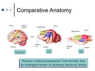 Anatomy of Cerebral Cortex and cortical areas.ppt