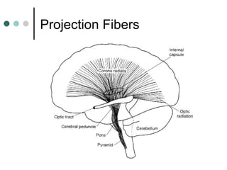 Anatomy of Cerebral Cortex and cortical areas.ppt