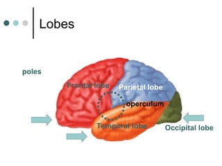Anatomy of Cerebral Cortex and cortical areas.ppt