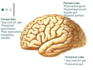 Anatomy of Cerebral Cortex and cortical areas.ppt