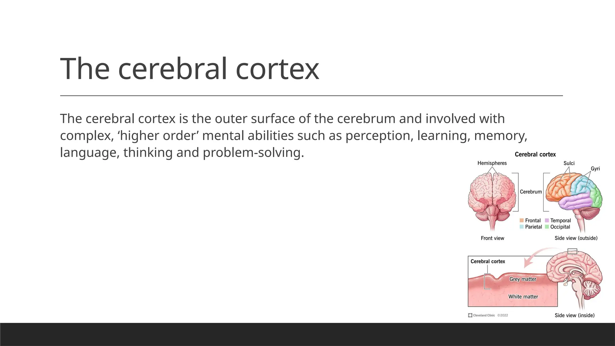Cerebral cortex and hemispheres (1).pptx