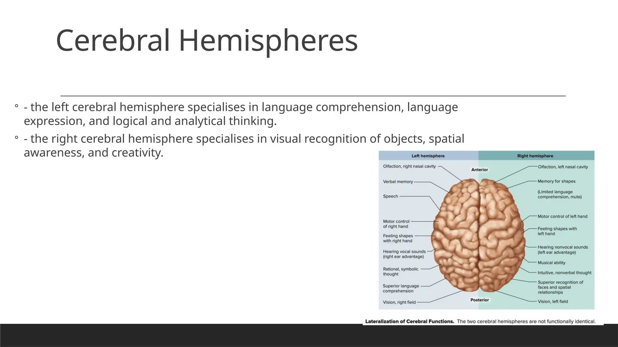 Cerebral cortex and hemispheres (1).pptx