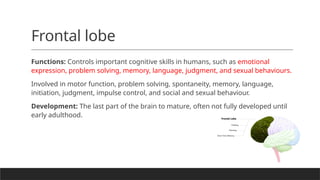 Cerebral cortex and hemispheres (1).pptx