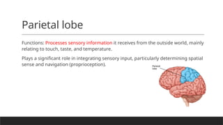 Cerebral cortex and hemispheres (1).pptx