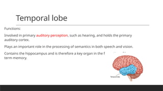 Cerebral cortex and hemispheres (1).pptx
