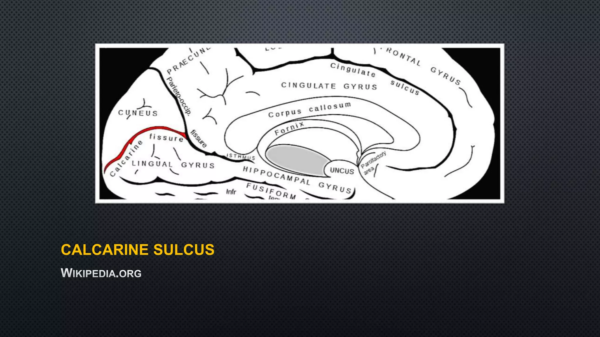 Cerebral cortex, brainstem and blood supply | PPSX