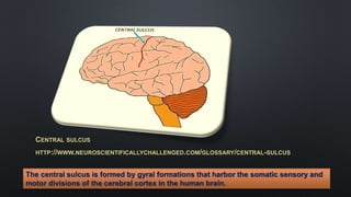 Cerebral cortex, brainstem and blood supply | PPSX