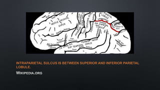 Cerebral cortex, brainstem and blood supply | PPSX