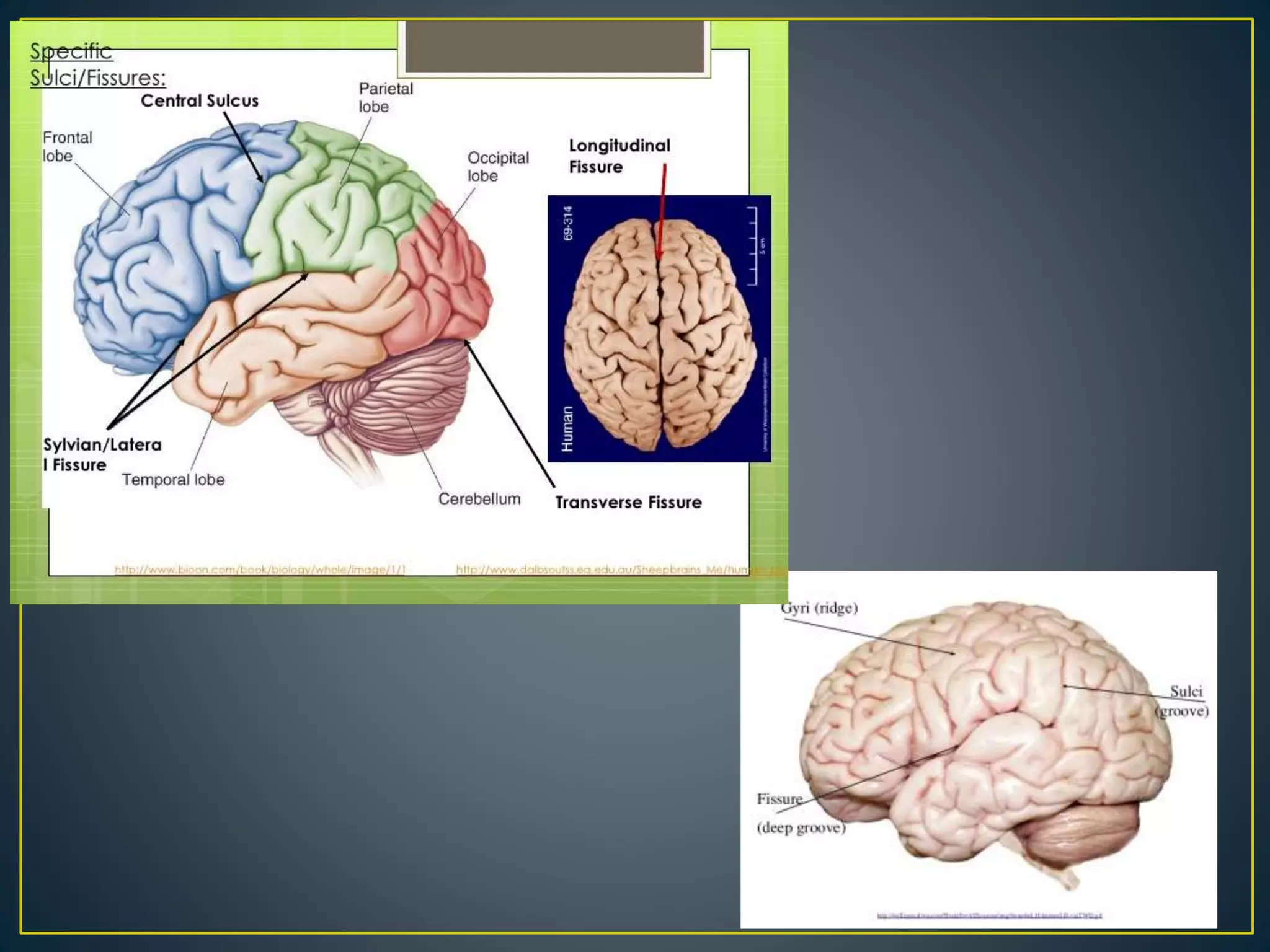 Cerebral cortex (frontal and parietal lobe) | PPTX