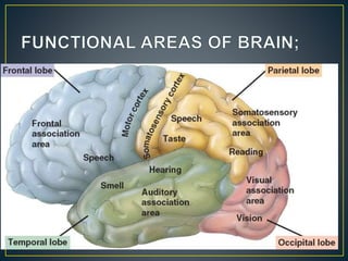 Cerebral cortex (frontal and parietal lobe) | PPTX