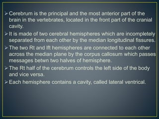 Cerebral cortex (frontal and parietal lobe) | PPTX