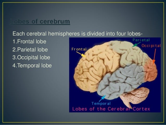 Cerebral cortex (frontal and parietal lobe) Cerebral cortex (frontal and parietal lobe)