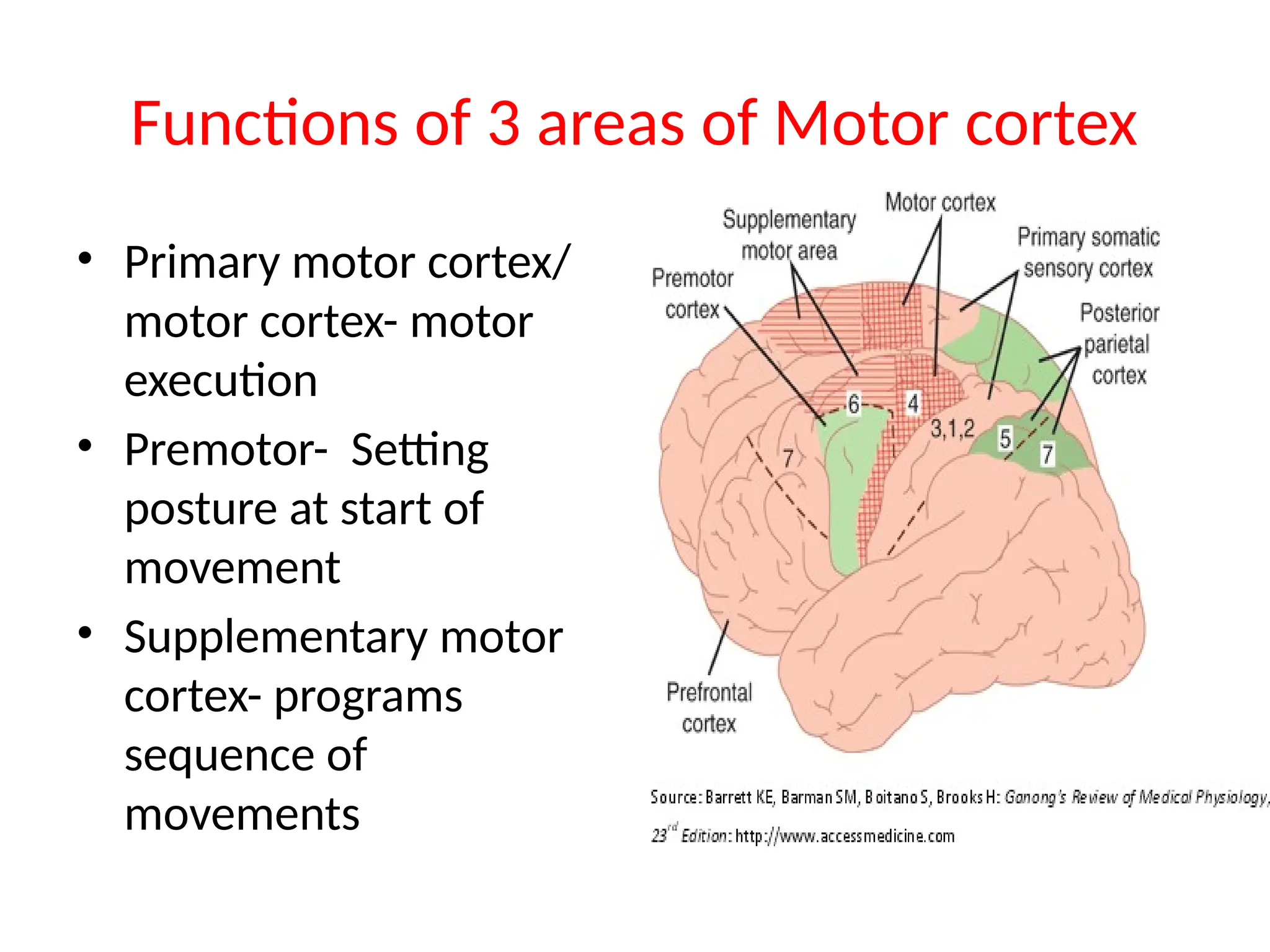 Cerebral MOTOR cortex intro AND FUNCTIONS.pptx