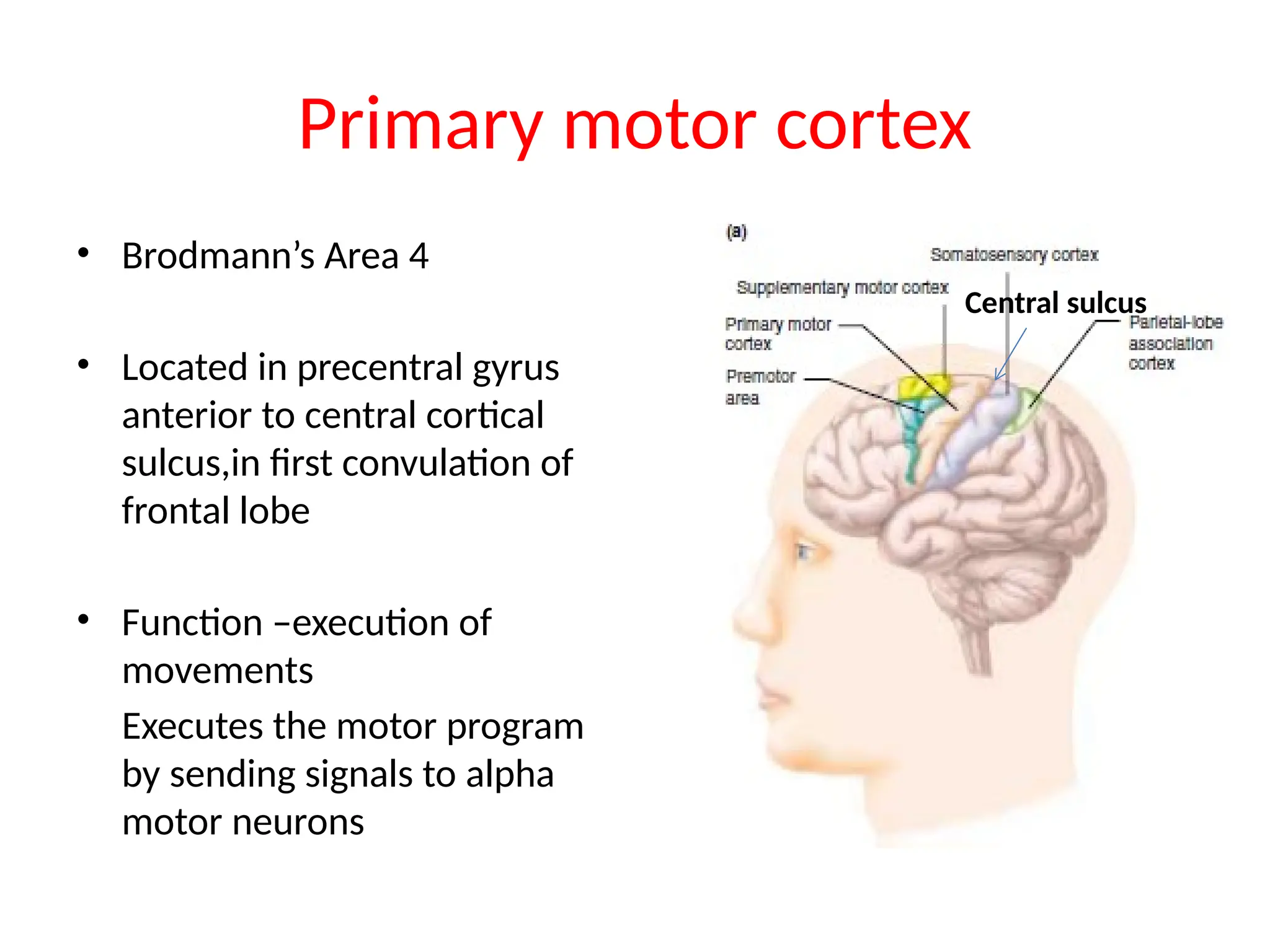 Cerebral MOTOR cortex intro AND FUNCTIONS.pptx