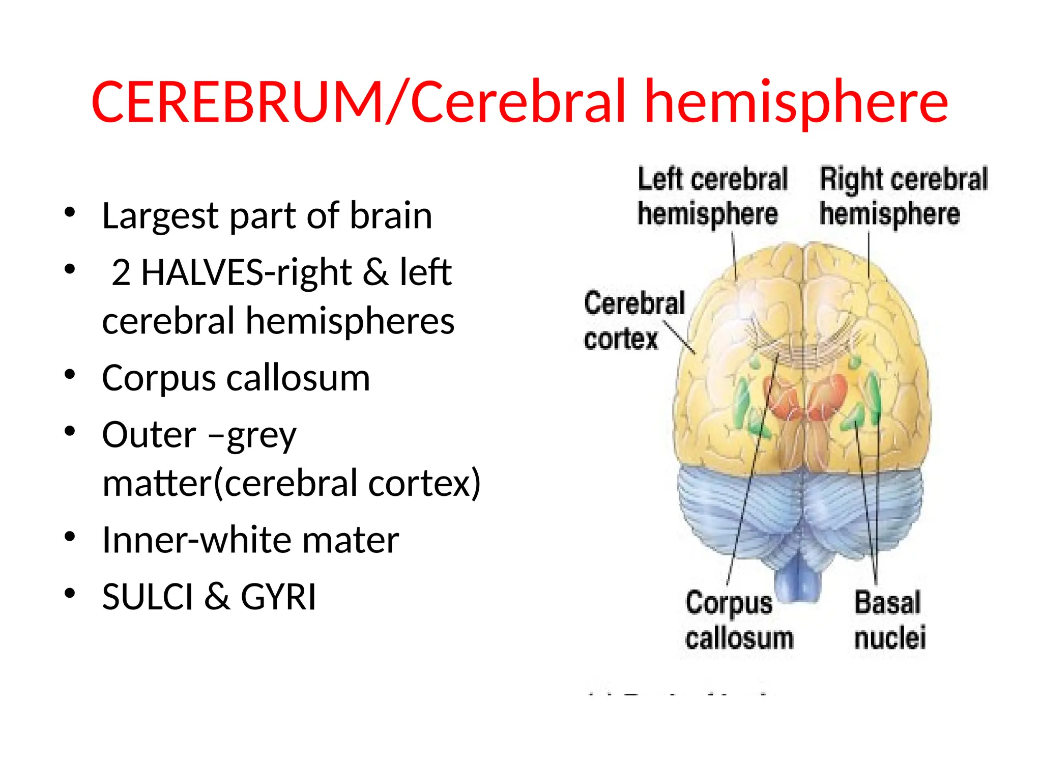 Cerebral MOTOR cortex intro AND FUNCTIONS.pptx