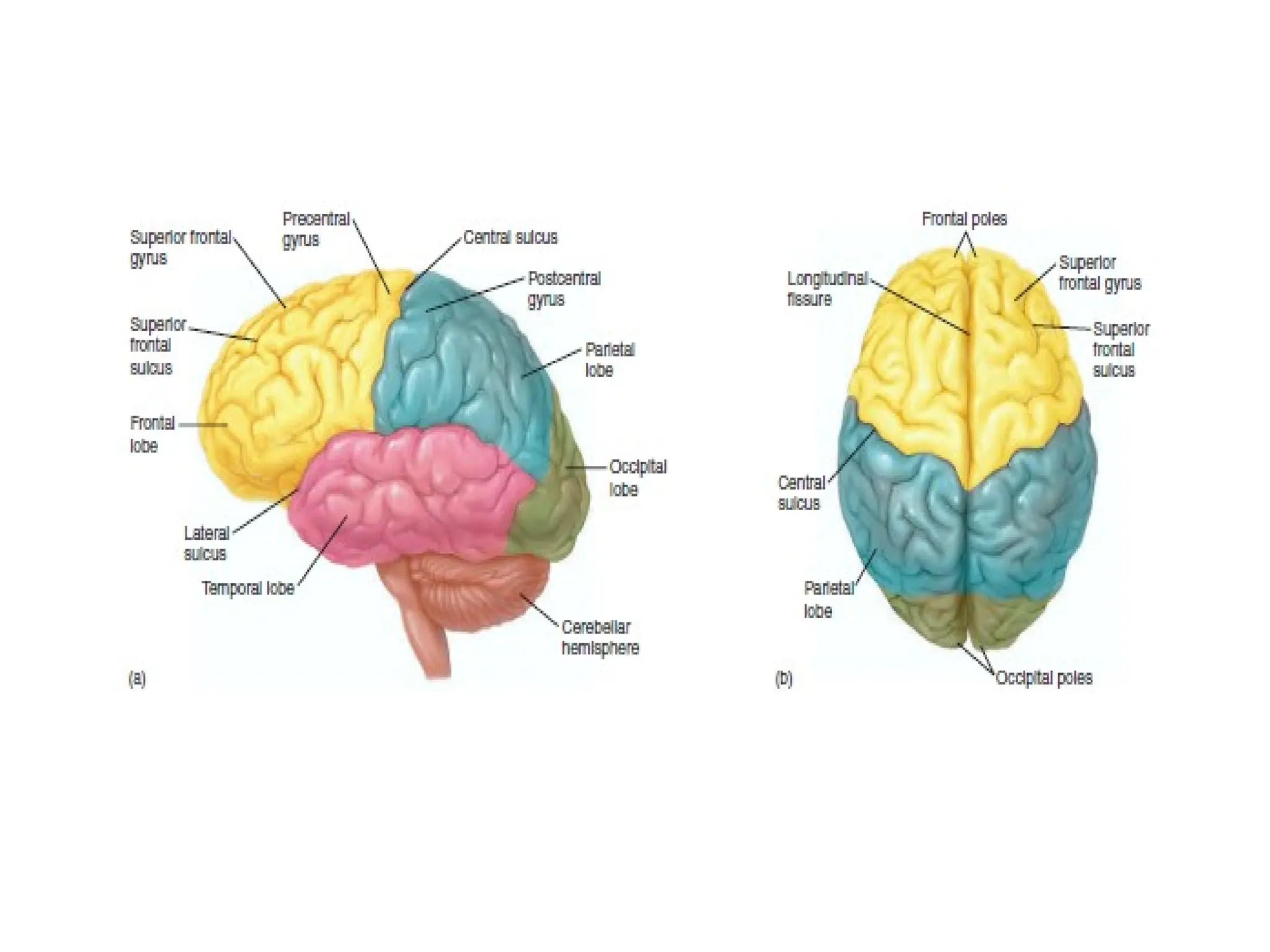 Cerebral MOTOR cortex intro AND FUNCTIONS.pptx