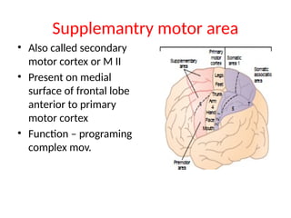 Cerebral MOTOR cortex intro AND FUNCTIONS.pptx