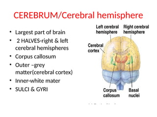 Cerebral MOTOR cortex intro AND FUNCTIONS.pptx