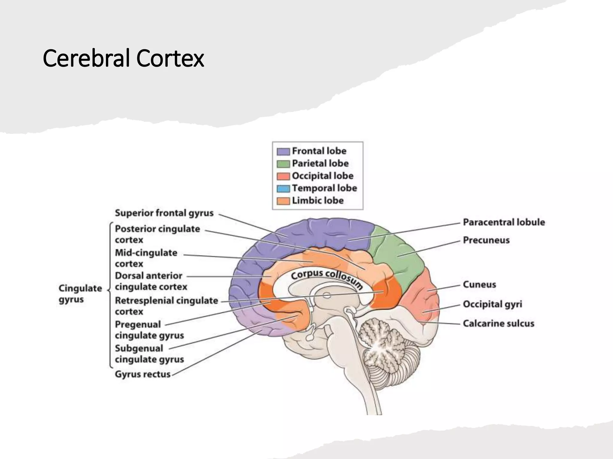 Cerebral cortex & its components | PPT