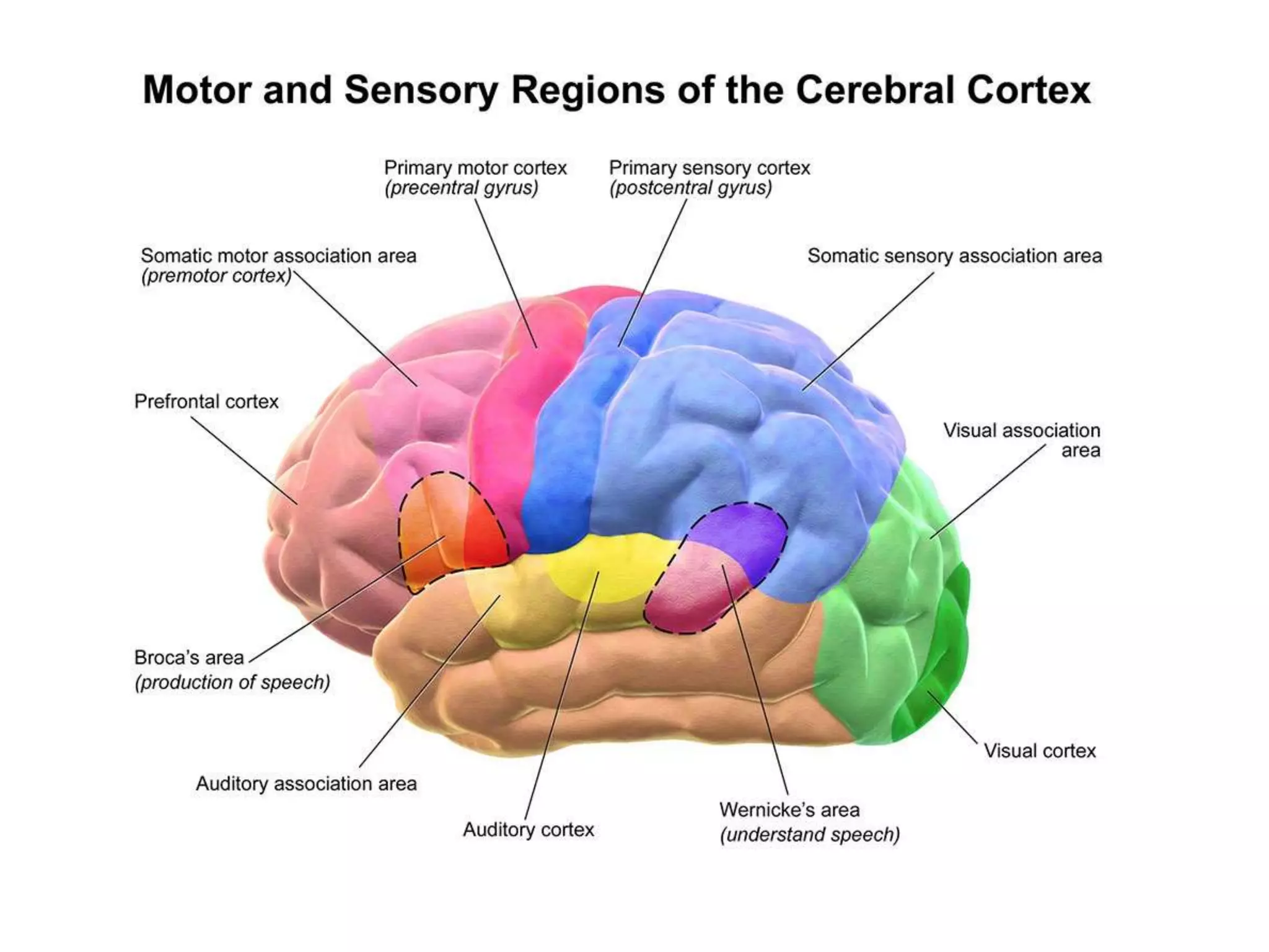 Cerebral cortex & its components | PPTX
