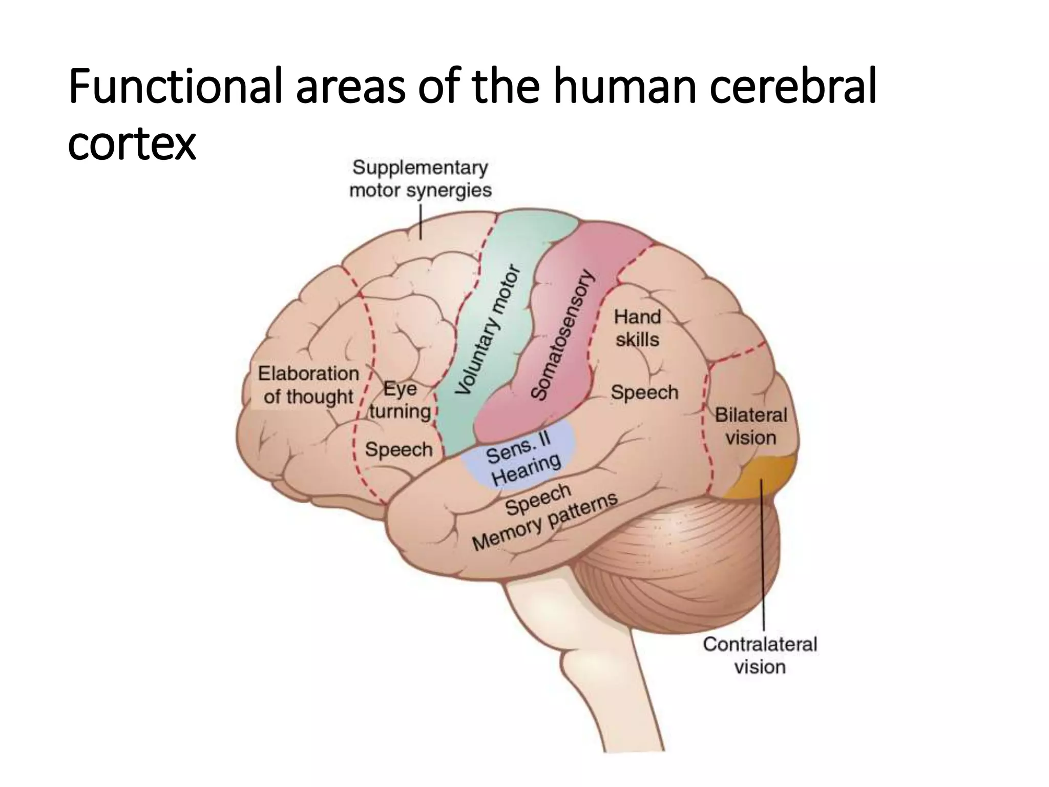 Cerebral cortex & its components | PPTX