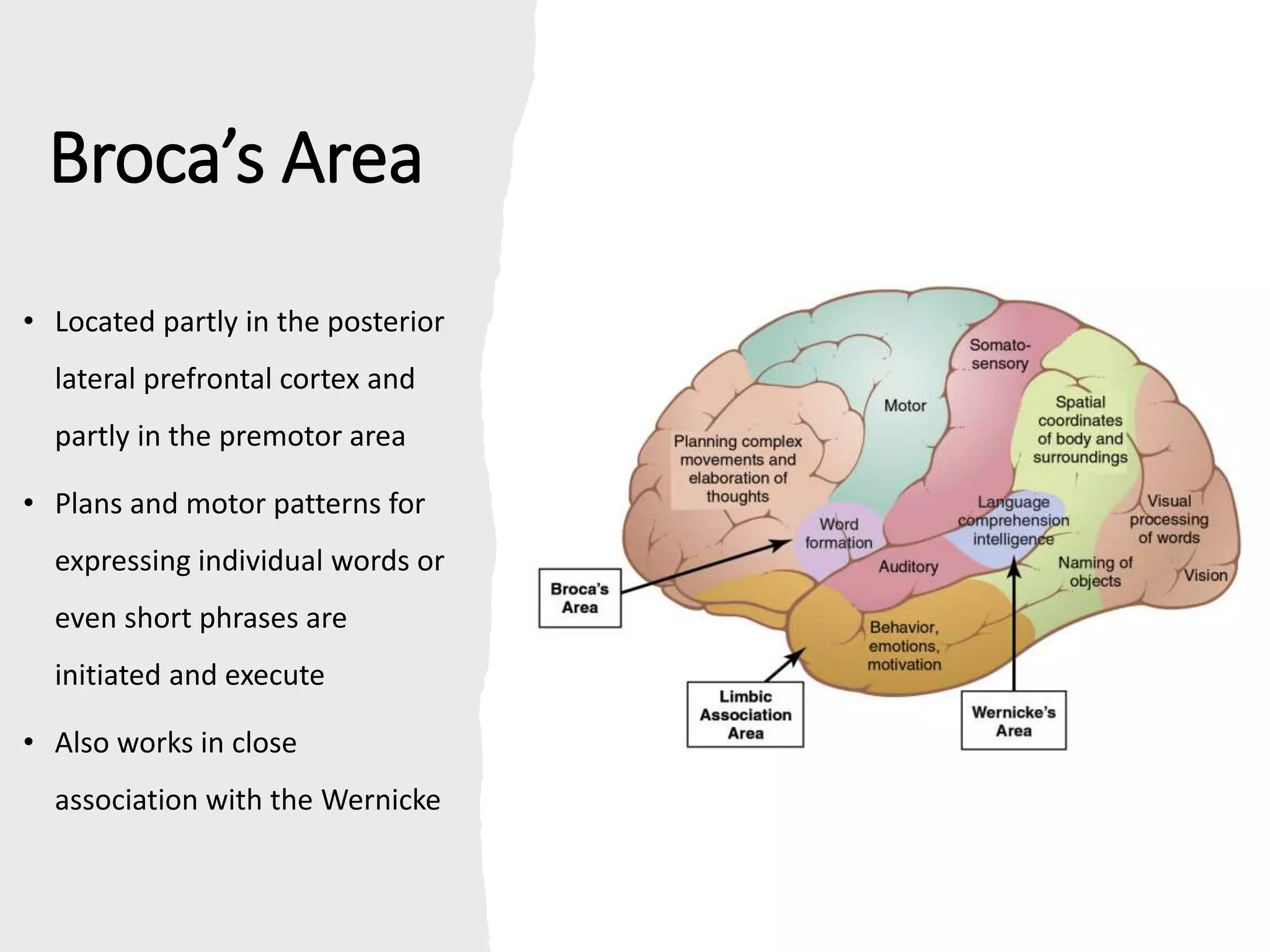 Cerebral cortex & its components | PPTX