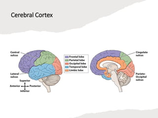 Cerebral cortex & its components | PPTX