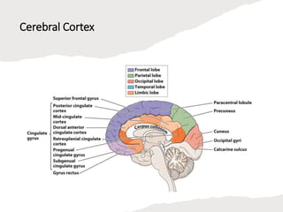 Cerebral cortex & its components | PPTX