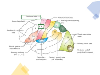 Cerebral cortex & its components | PPTX