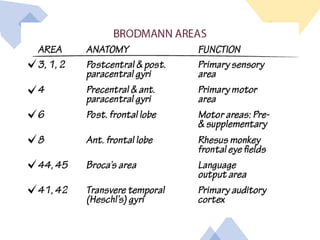 Cerebral cortex & its components | PPTX
