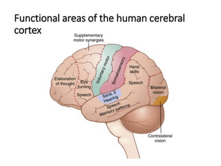 Cerebral cortex & its components | PPTX