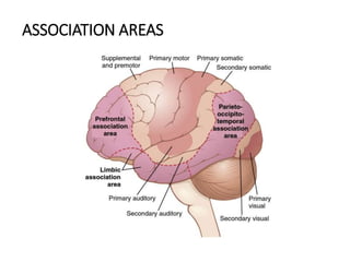 Cerebral cortex & its components | PPTX