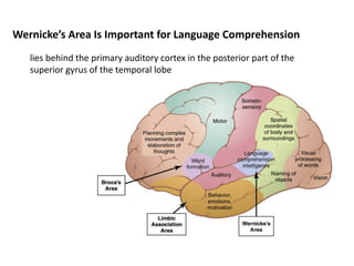 Cerebral cortex & its components | PPTX