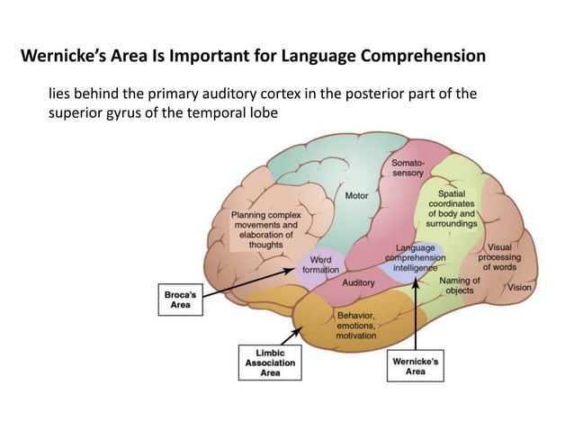 Cerebral cortex & its components | PPT