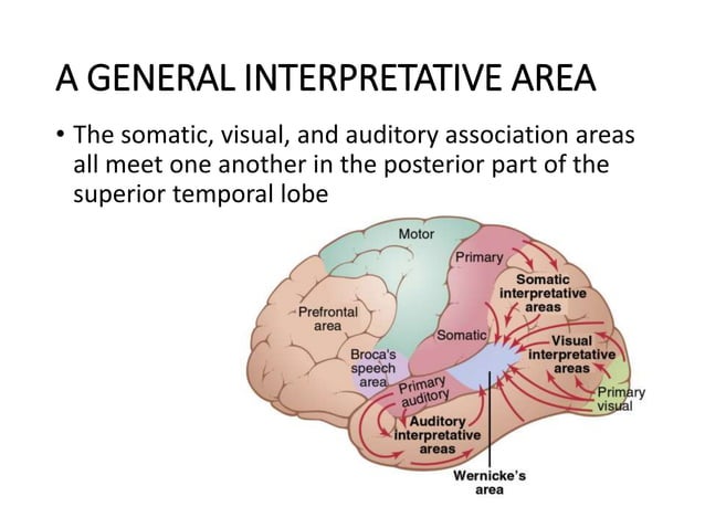 Cerebral cortex & its components | PPT