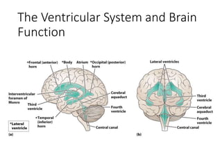Cerebral cortex & its components | PPTX