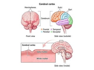 Cerebral cortex & its components | PPTX