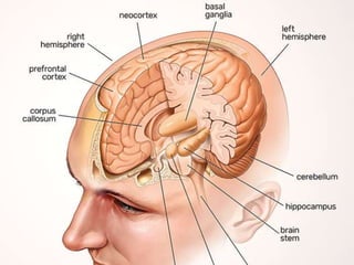 Cerebral cortex & its components | PPTX