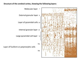Cerebral cortex & its components | PPT