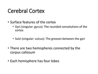 Cerebral cortex & its components | PPTX