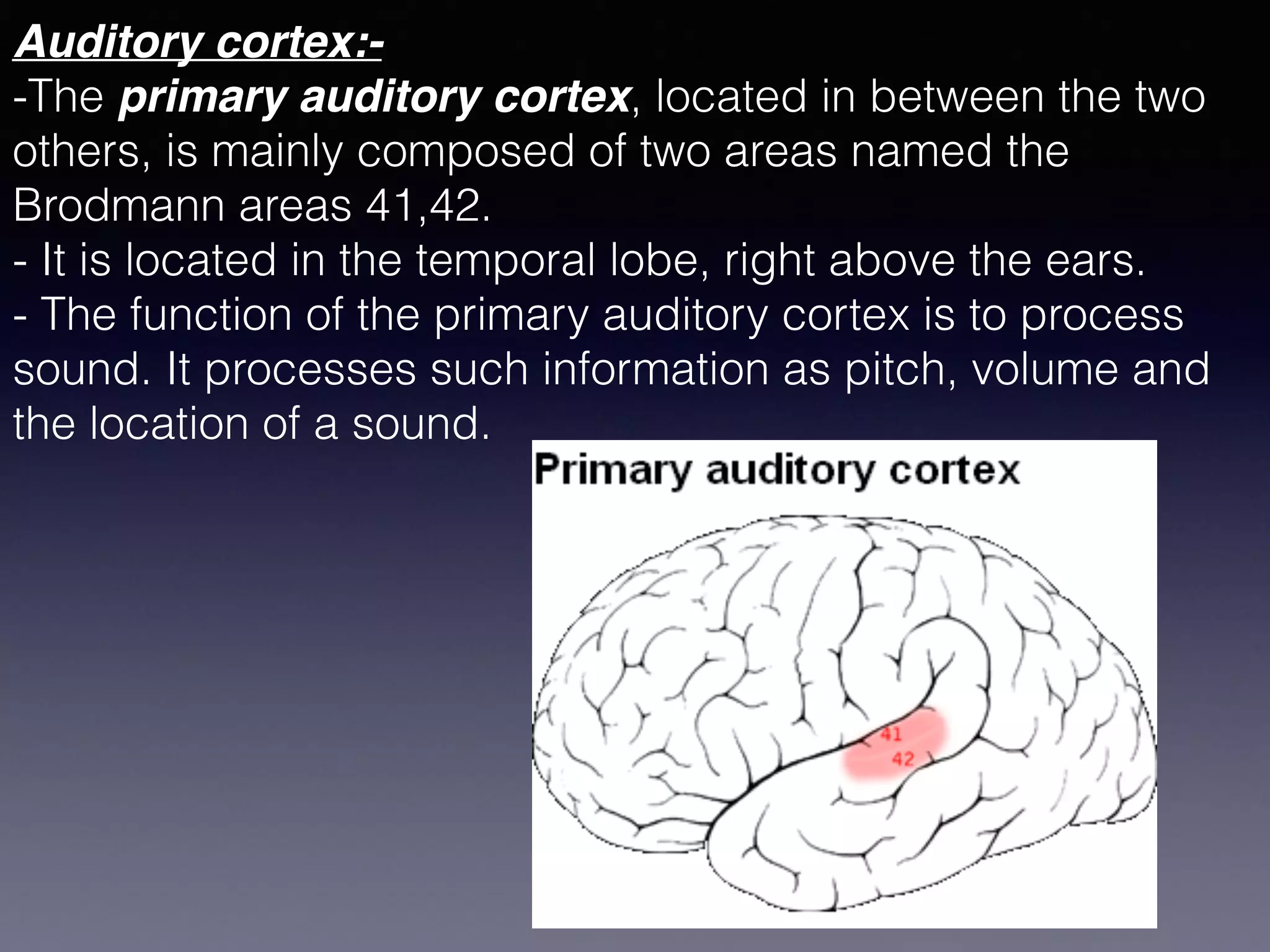 Cerebral cortex ppt | PDF