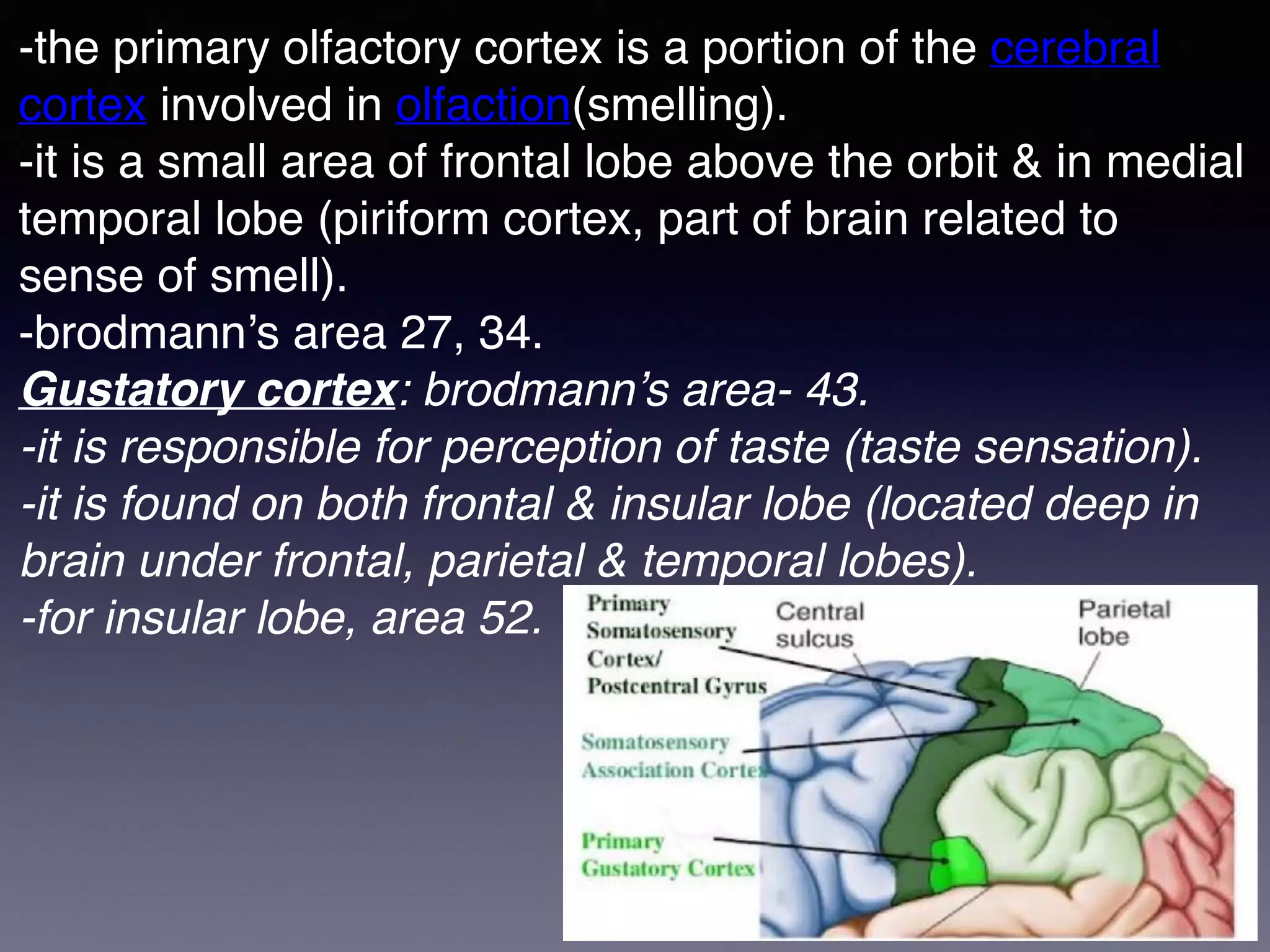 Cerebral cortex ppt | PDF
