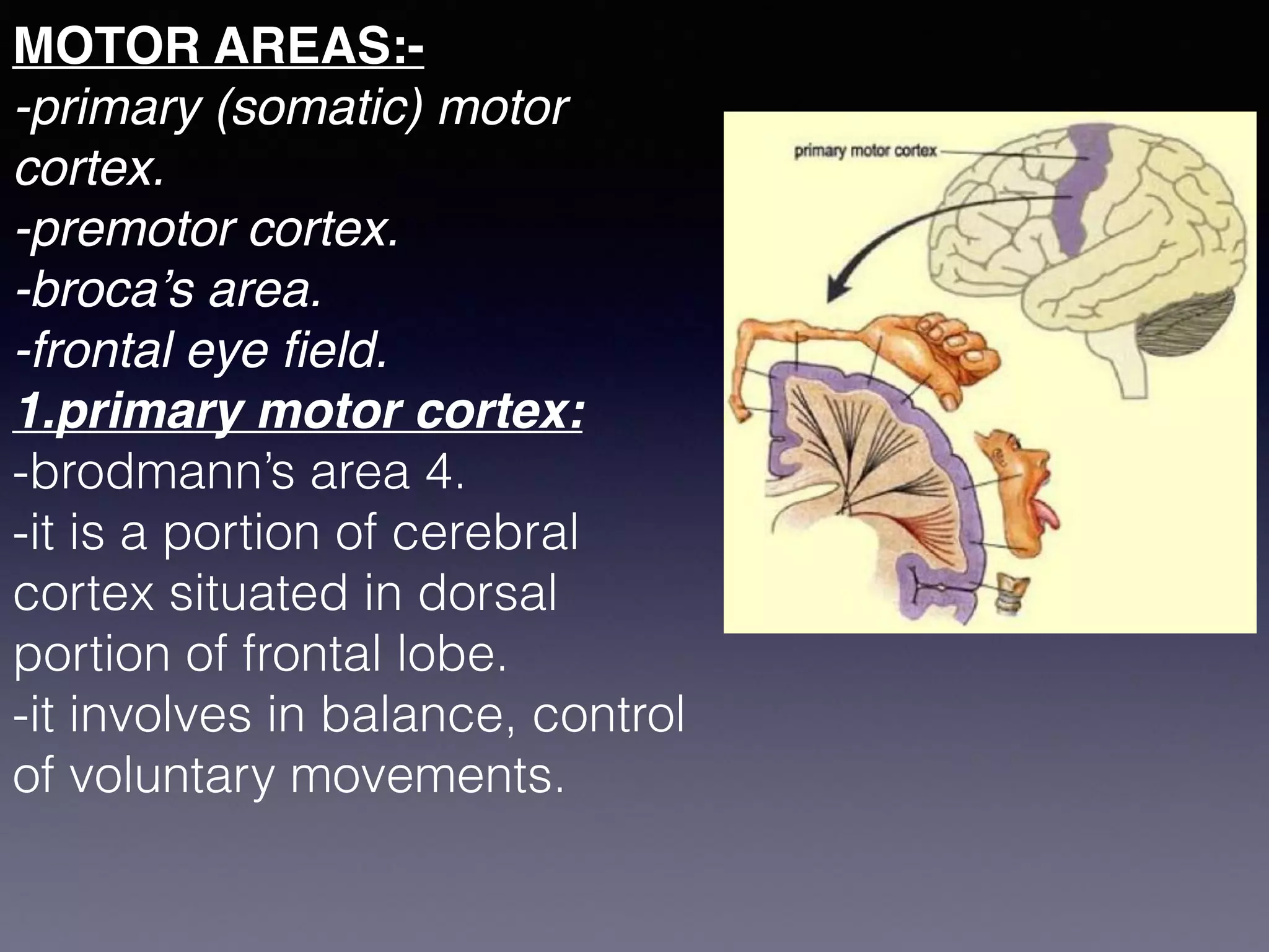 Cerebral cortex ppt | PDF