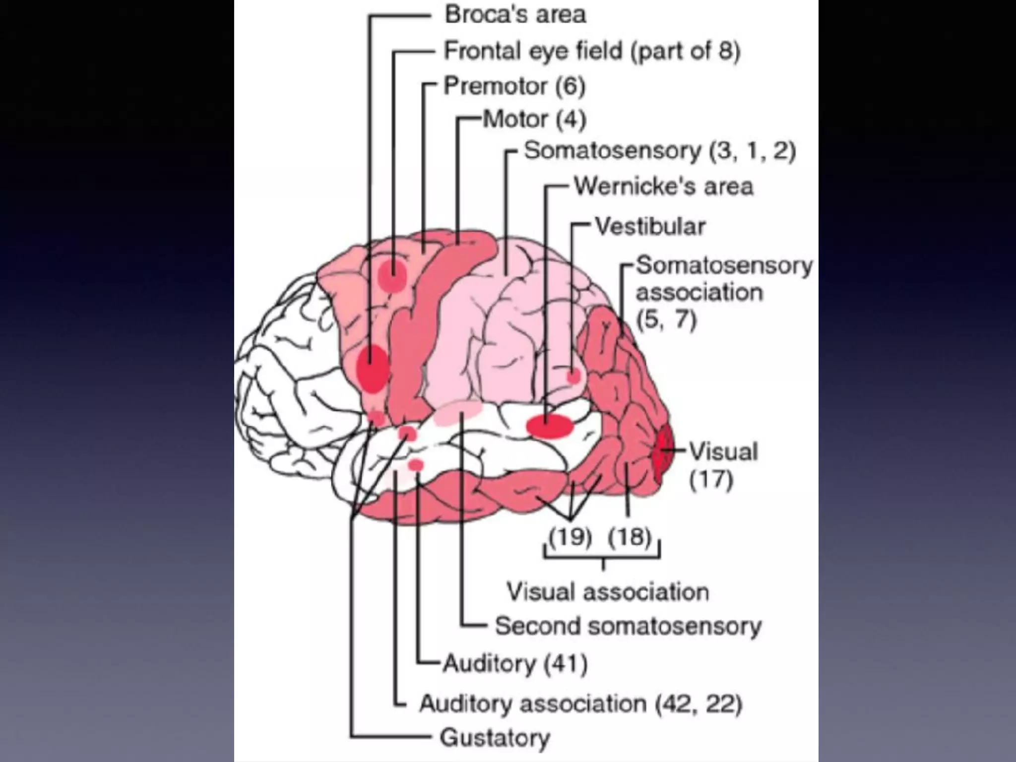 Cerebral cortex ppt | PDF