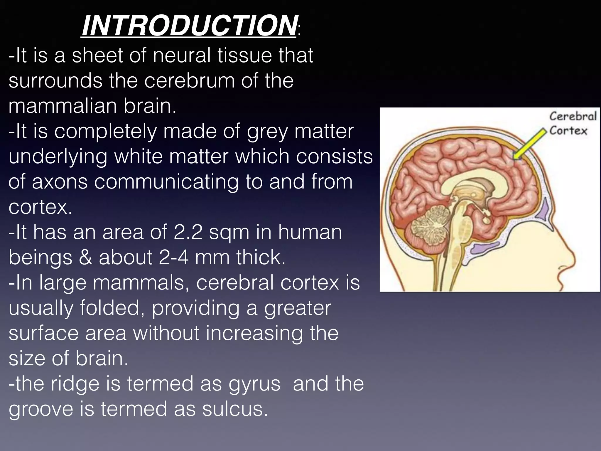 Cerebral cortex ppt | PDF