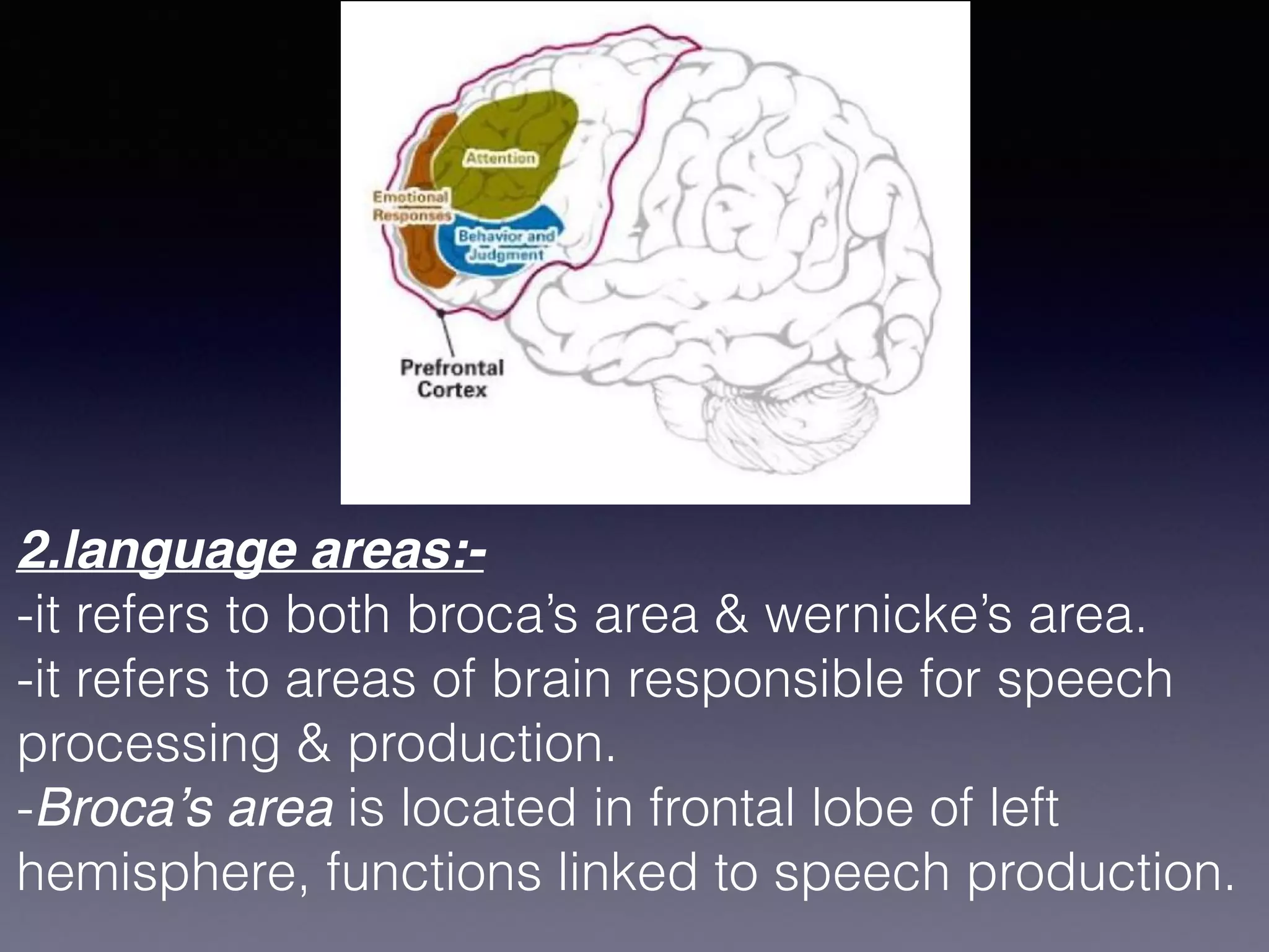Cerebral cortex ppt | PDF