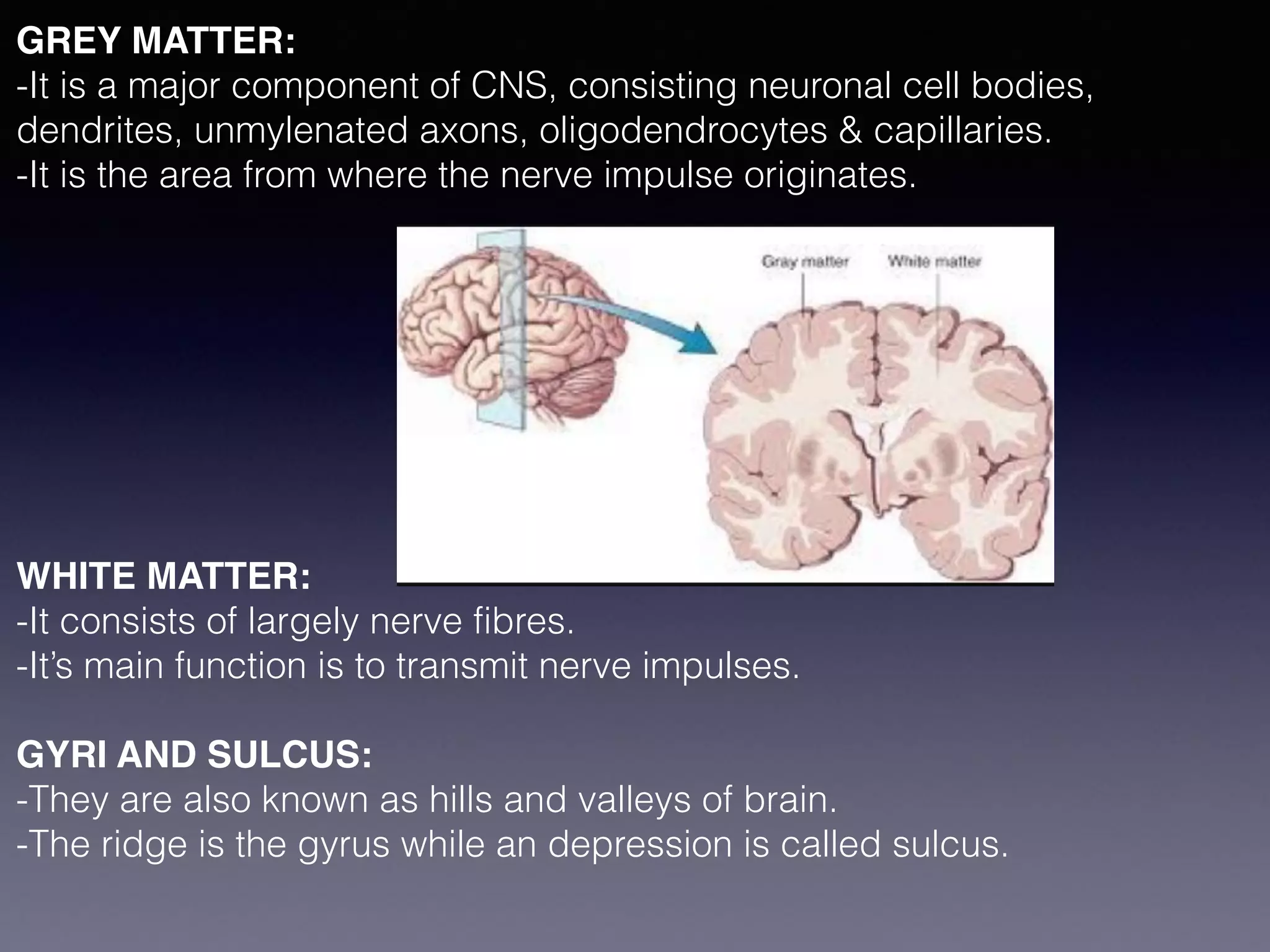 Cerebral cortex ppt | PDF