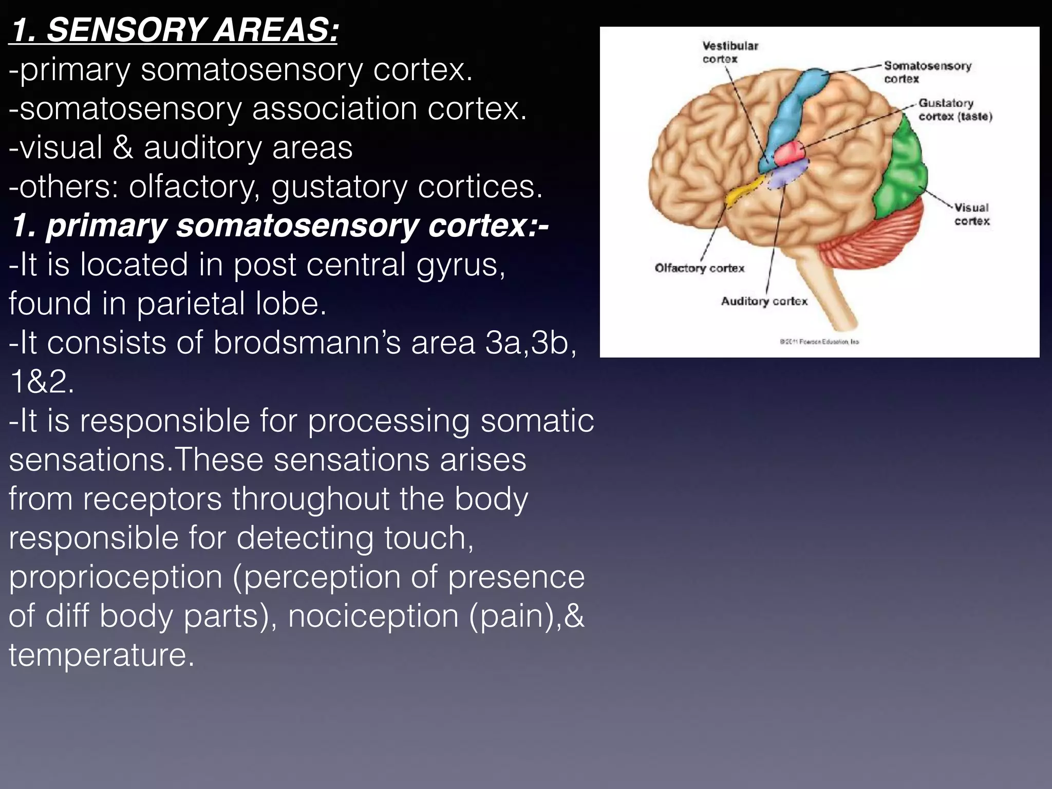 Cerebral cortex ppt | PDF